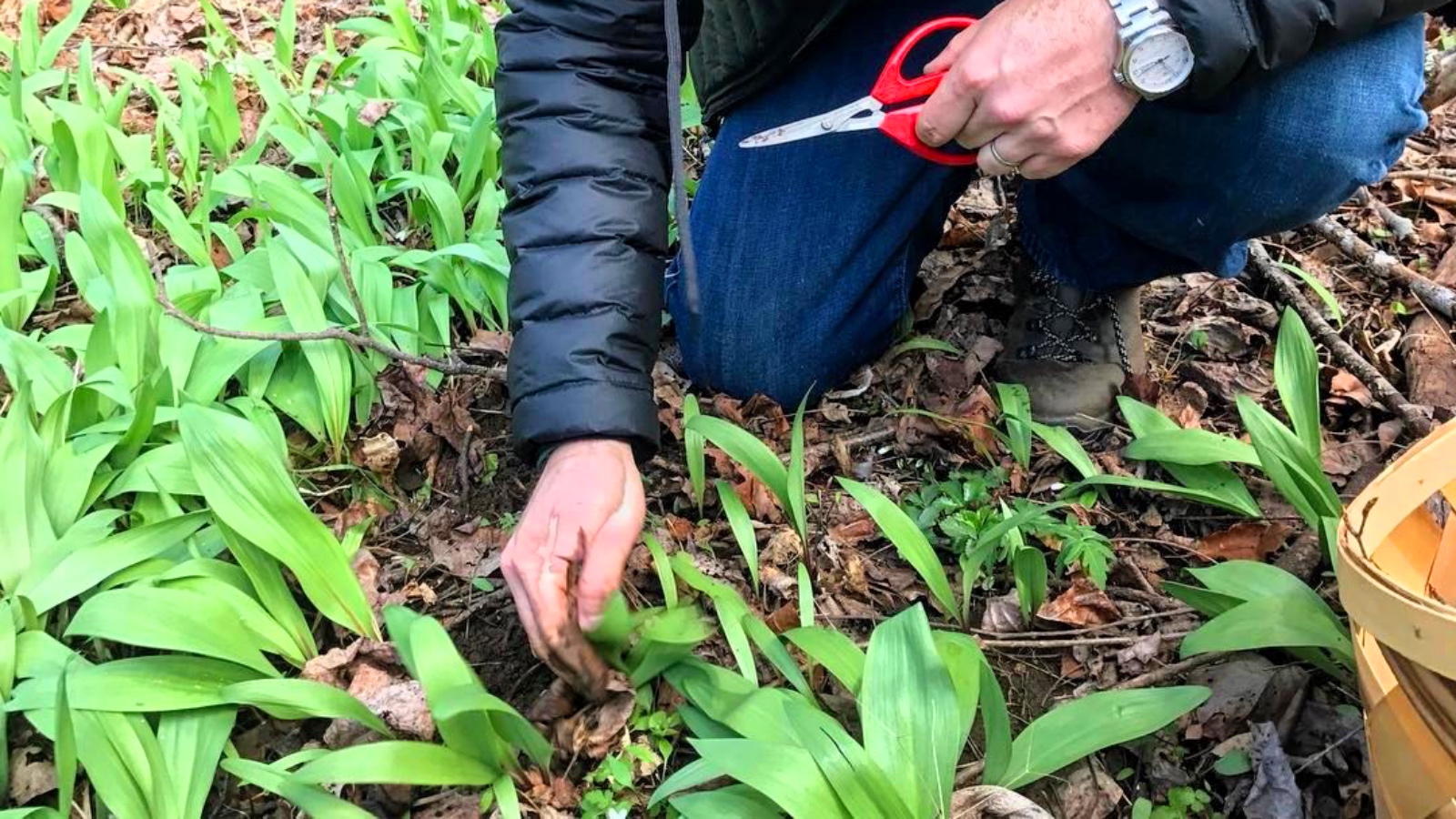 What are ramps, and why are they on menus everywhere? – Unpretentious ...