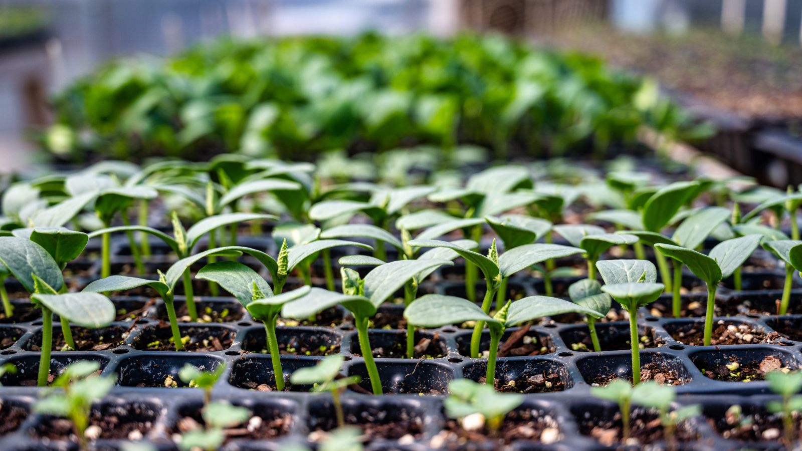 Q&A: The Stanley space, local plants – Unpretentious Palate