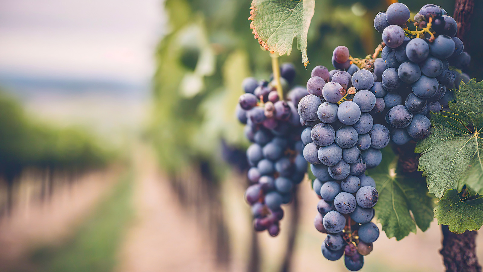 JoLo Winery & Vineyards purchases RayLen Vineyards & Winery ...
