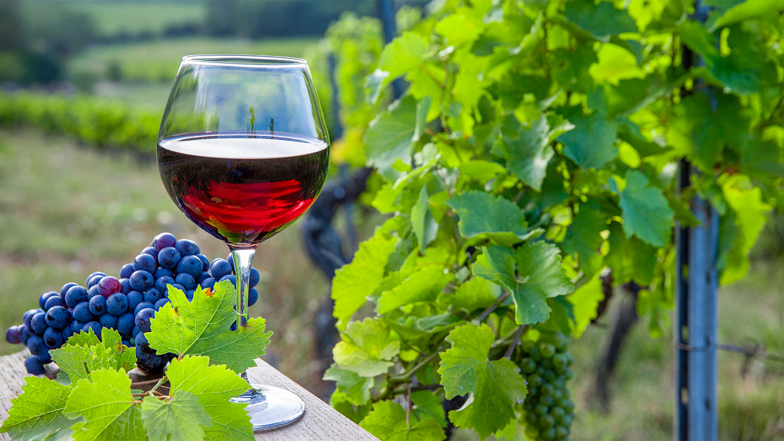 20-Buck Bottle: A young red that still boasts depth and character ...