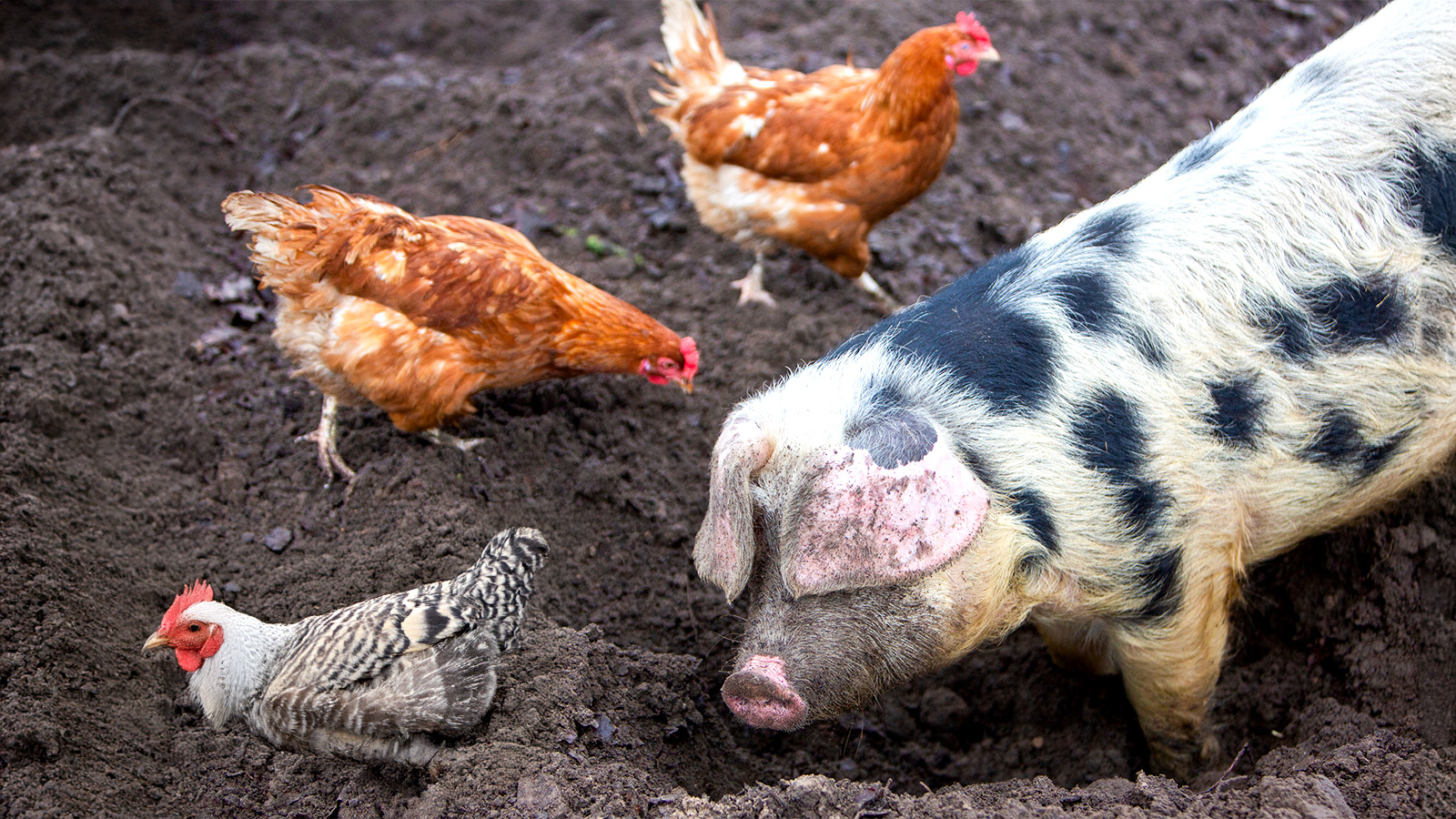 Contract poultry and pork farmers are finding a different way to farm ...