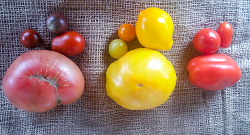 Farmer of the Year offers tips on growing tomatoes – Unpretentious Palate